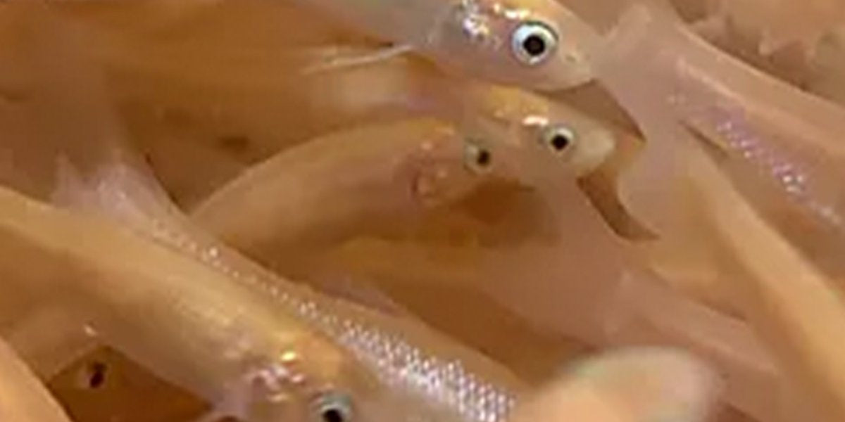 Rosy Red Minnows! – Wind Rose North Ltd. Outfitters